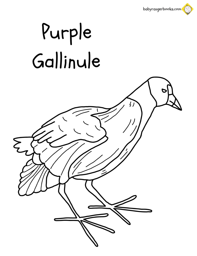 EVERGLADES NATIONAL PARK – COLORING PAGES